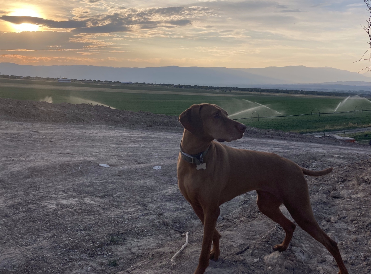 Home - Dog Trail Runner