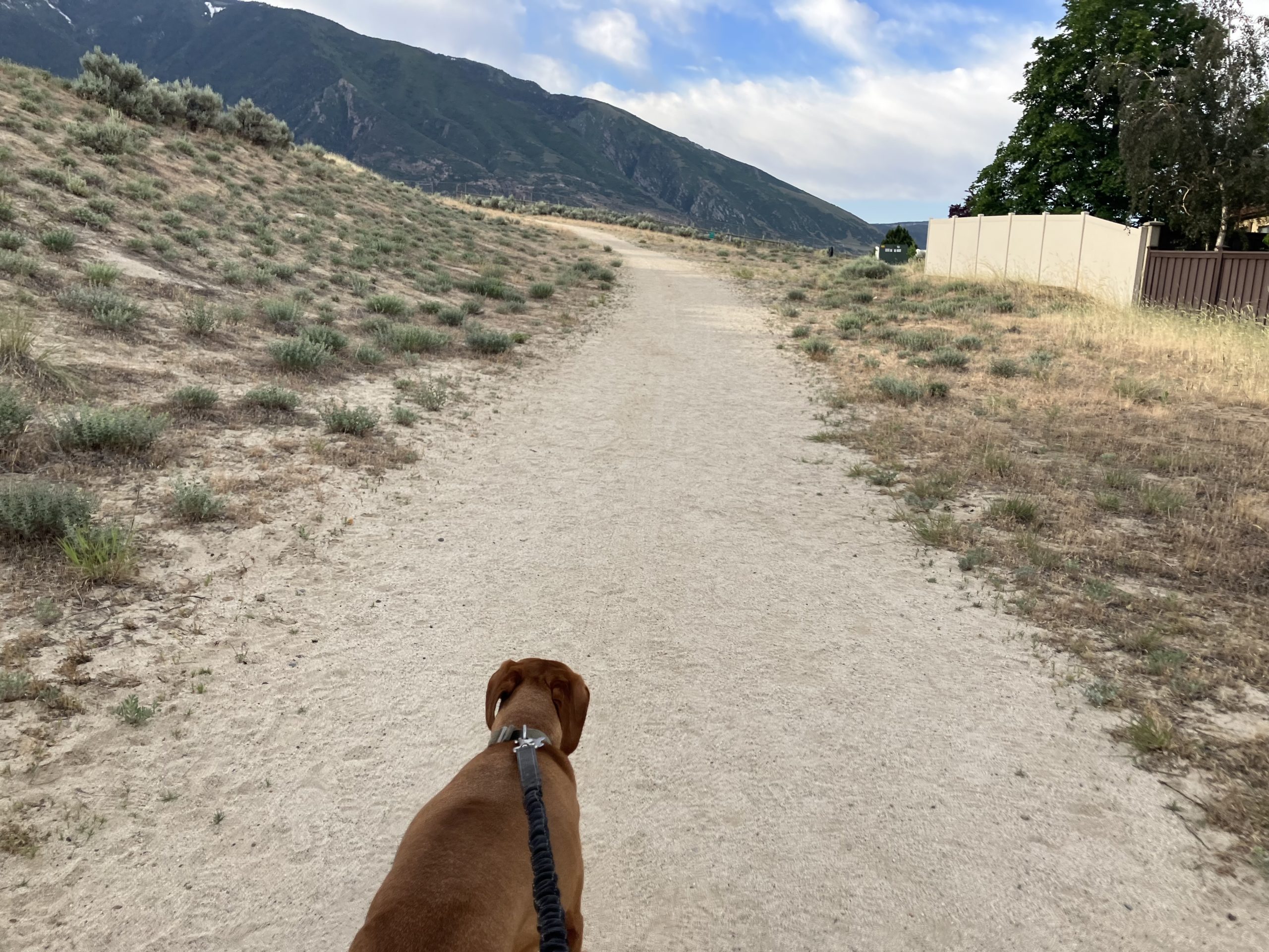 Trail Running Etiquette for Dog Owners - Dog Trail Runner